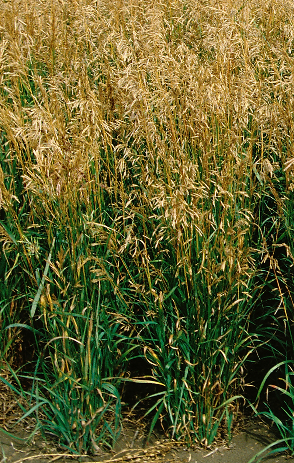 Brome hybride – Boussole fourragère
