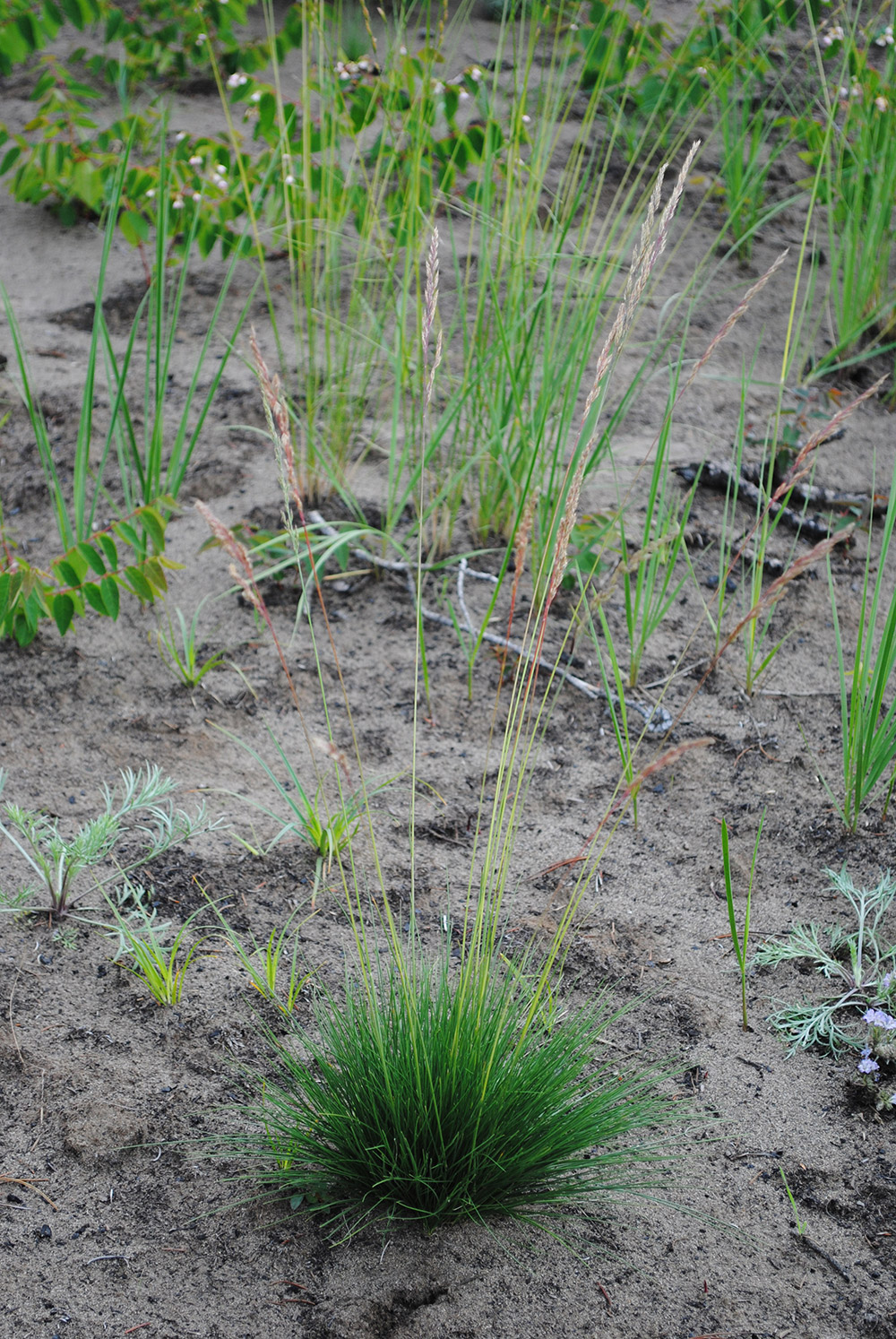 Fétuque des Rocheuses / alpine – Boussole fourragère