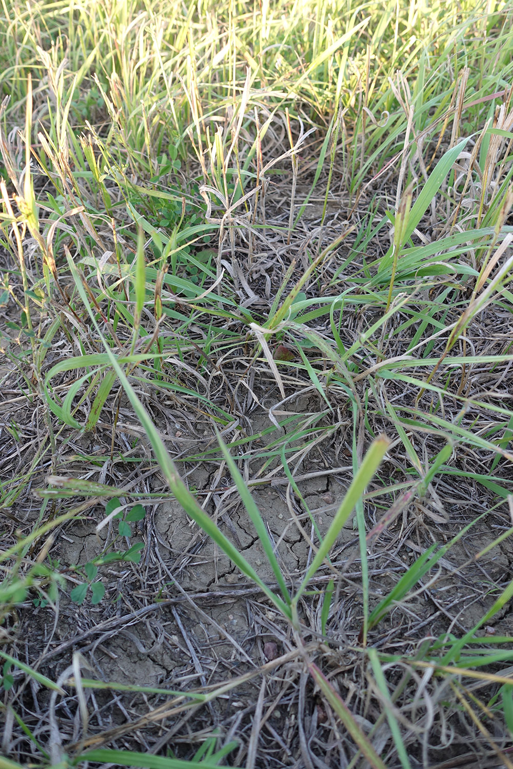 Brome hybride – Boussole fourragère