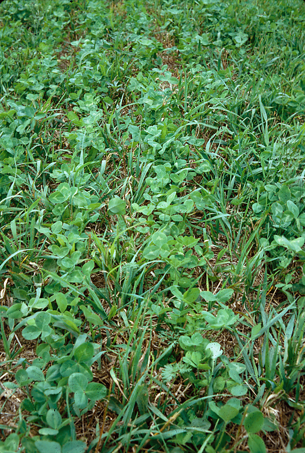 Trèfle rouge – Boussole fourragère