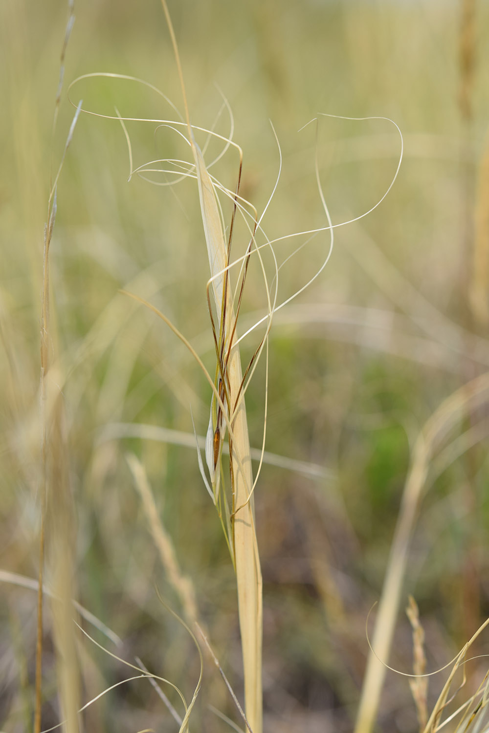 Herbe aiguille et fil – Boussole fourragère