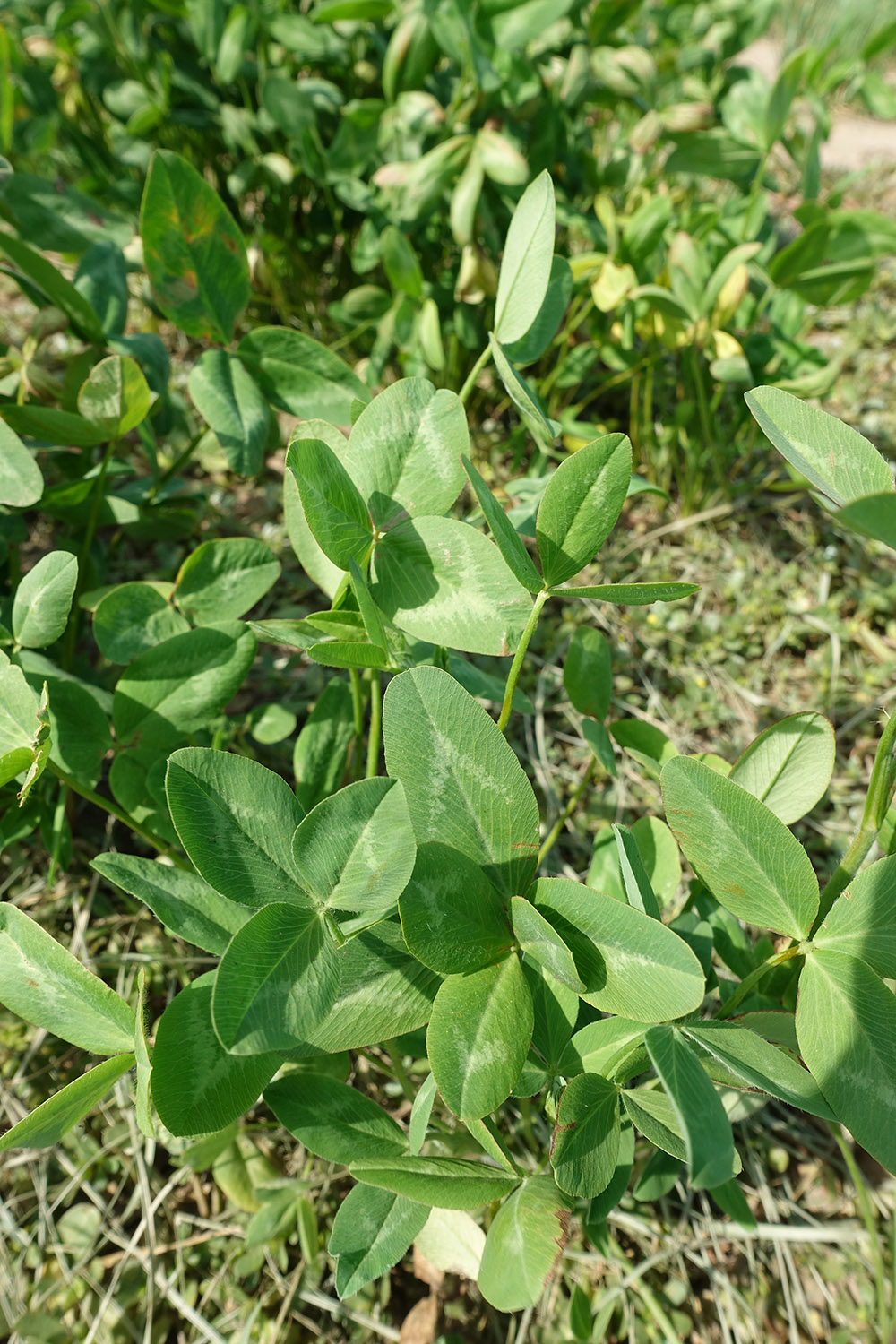 Trèfle rouge (Variétés à coupe unique) – Boussole fourragère