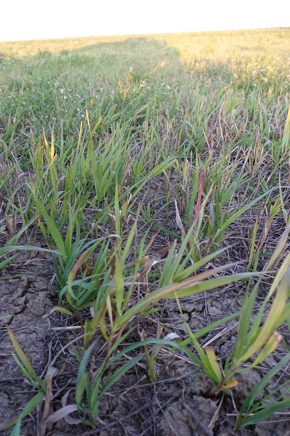 Brome inerme – Boussole fourragère